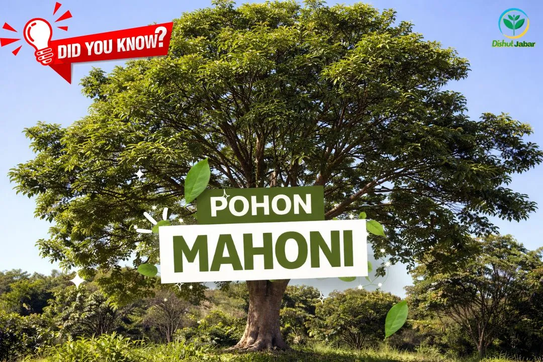Pohon Mahoni (Swietenia macrophylla)