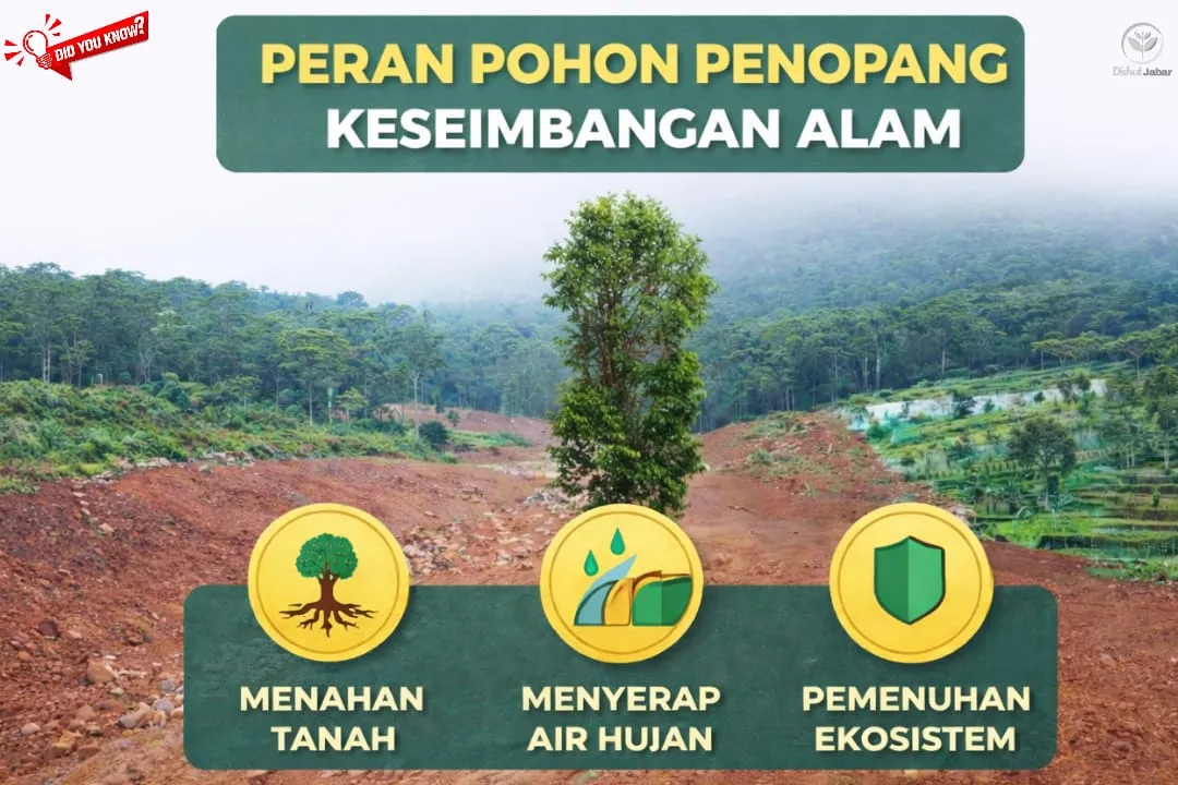 Satu Pohon di Cisarua Buktikan Peran Vegetasi Cegah Bencana