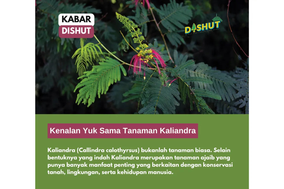 KENALAN YUK SAMA TANAMAN KALIANDRA